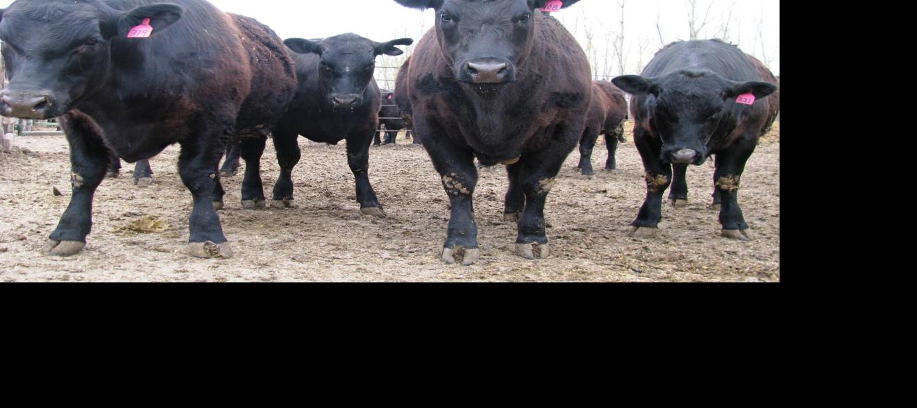 New genetic defects found in cattle