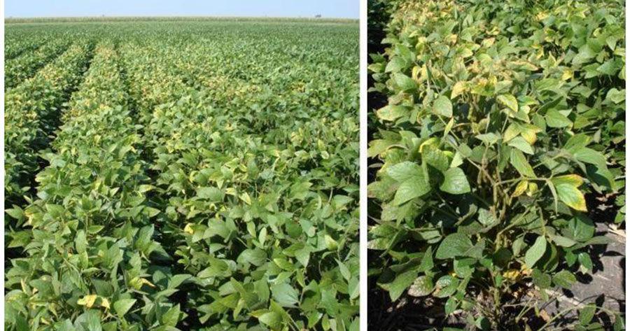 Soybeans show signs of potassium deficiency