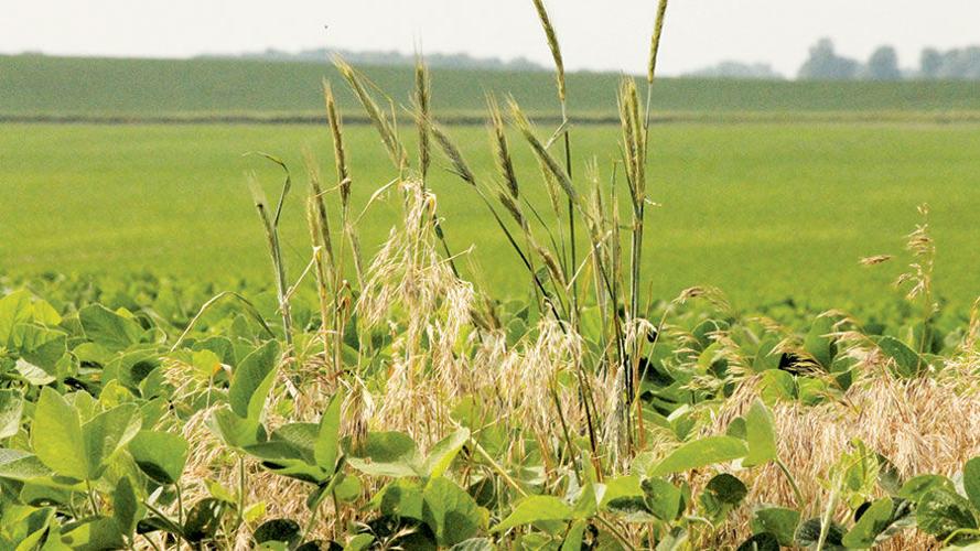 First-timers find pros and cons of cover crops