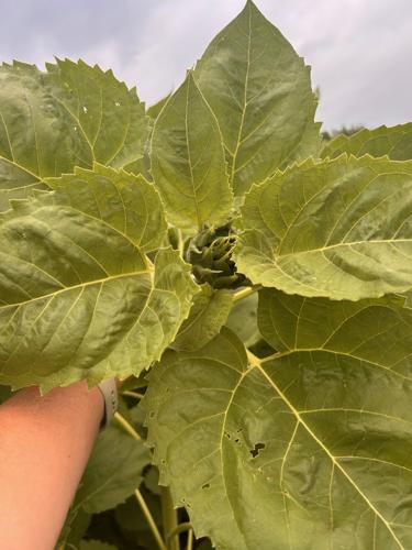 Minnesota crops soak in plentiful rain, sunshine