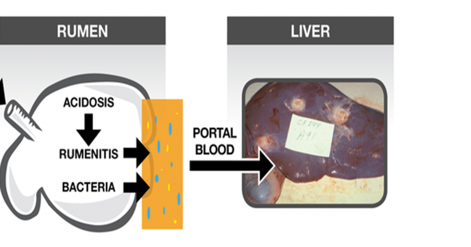 Scientists to study cause, development of abscesses