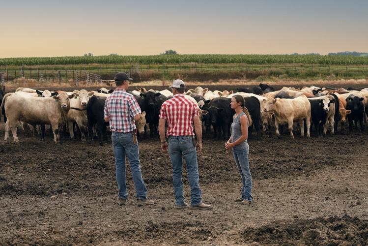 Categorizing feedlot cattle for better BRD management