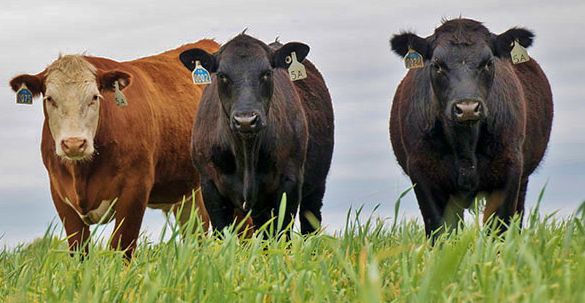 Wheat-pasture days need limiting