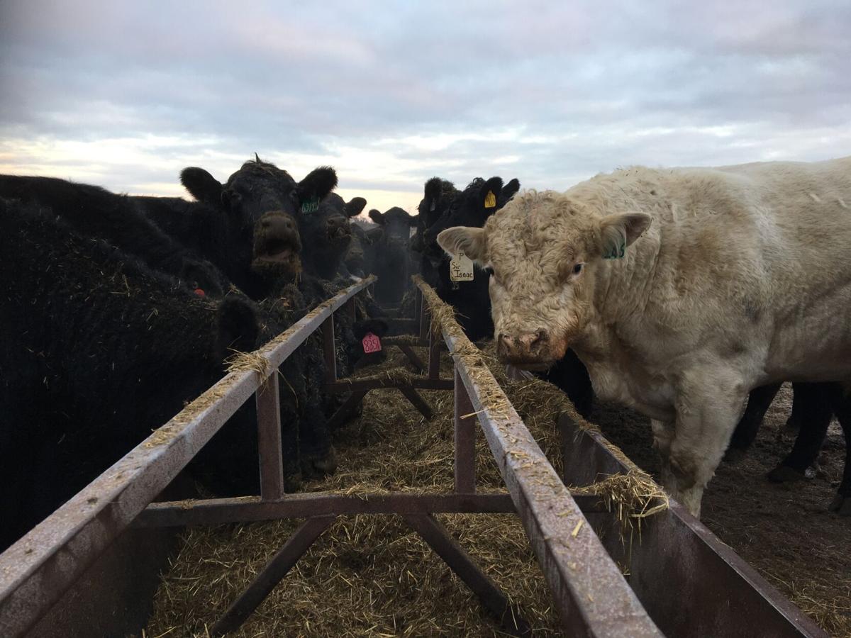 Constant cattle care