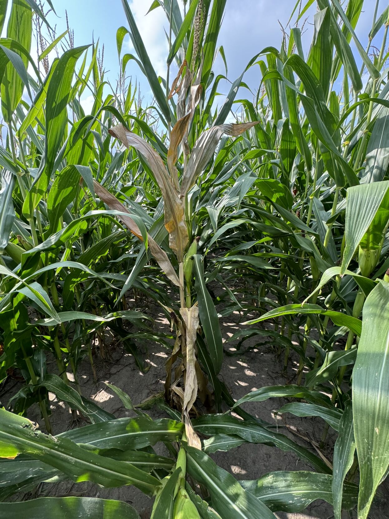 Don’t let crown rot haunt your cornfields this fall
