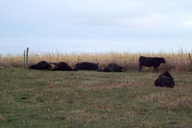 Producer looks for answers after cattle die of poisoning