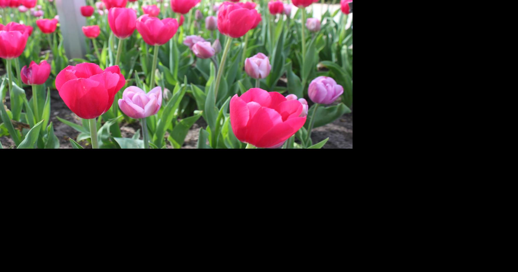 ‘Back in Bloom’ Tulip Time Festival in Pella May 6-8