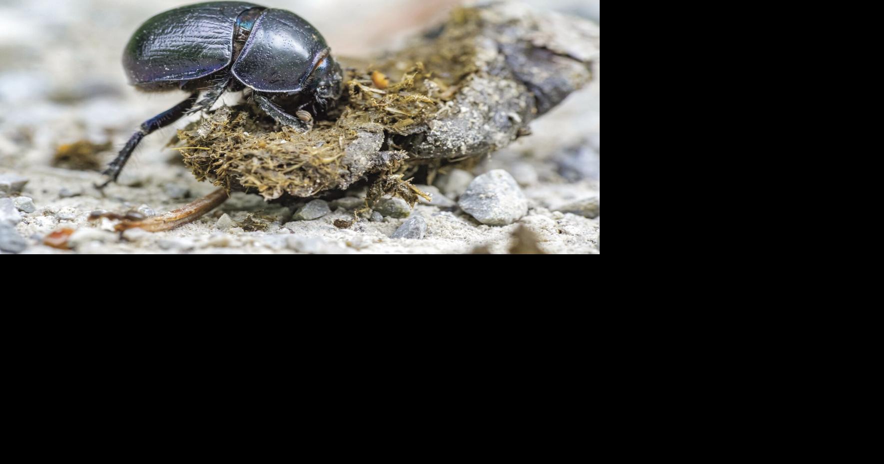 Dung beetles can be the star of any pasture