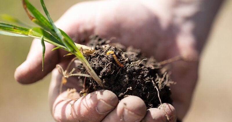BASF seed treatments provide early protection for winter wheat