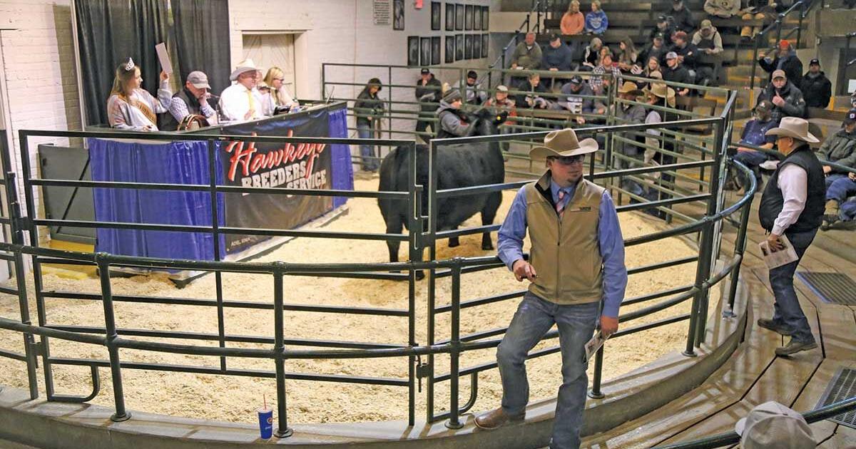 Simmental heifer brings top price at Iowa Beef Expo