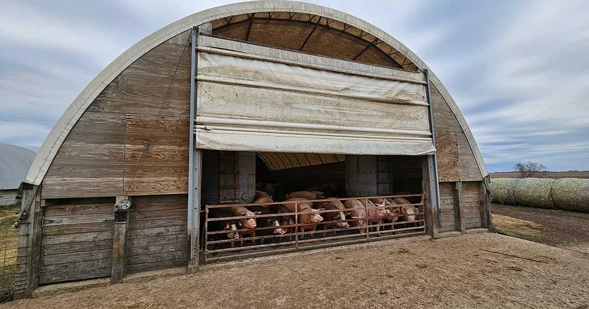 Hoop buildings offer livestock options