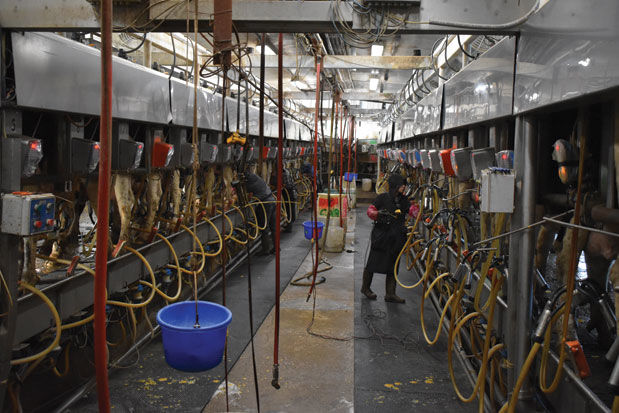 Everything ‘clicking’ at Elkton’s KC Dairy