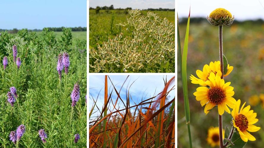 Central Missouri’s Tucker Prairie provides research opportunities