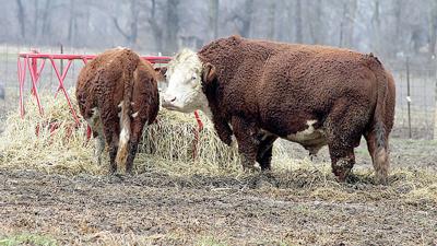 Illinois cattle producers feel pinch as hay supplies tighten