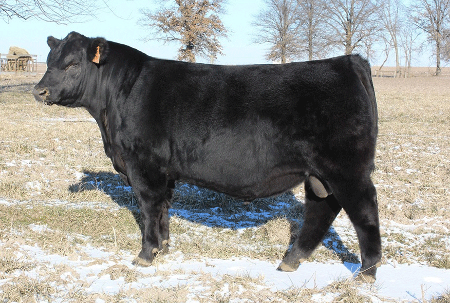 Nominations accepted for Illinois Performance Tested Bull Sale