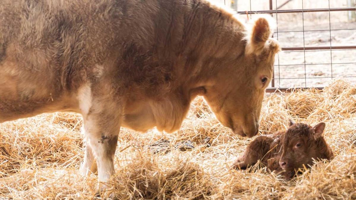 Prevention, early detection help minimize calf scours