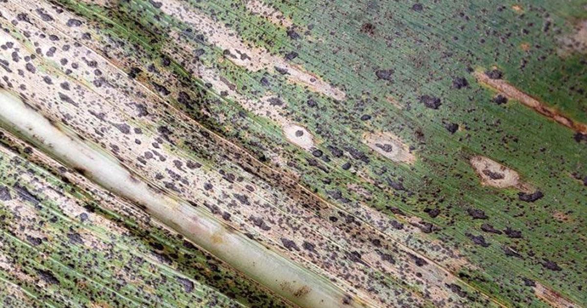 Tar spot spread confirmed in 2021