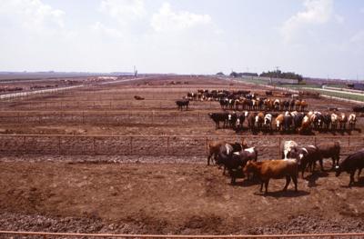 Reconnecting livestock, crop farming to transform manure use