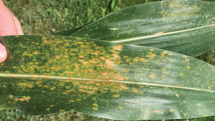 Staying ahead of Southern rust in corn