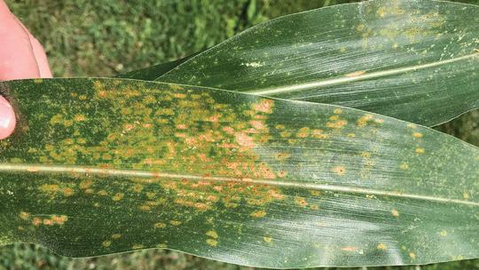 Staying ahead of Southern rust in corn