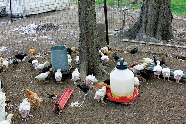 Chicken Ranching 101