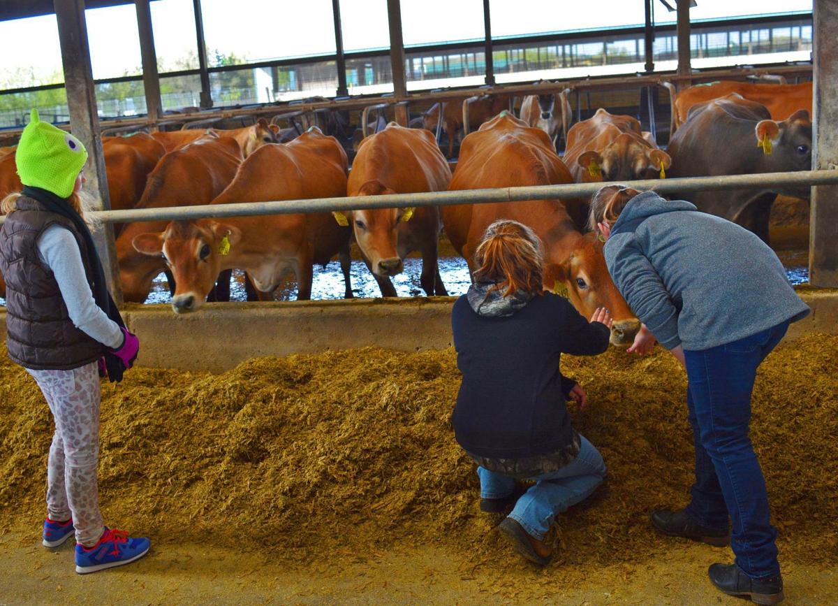 Students learn calves, cows, care | Agri-View | agupdate.com
