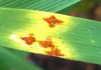 Stem rust-resistance gene found in barley, oats