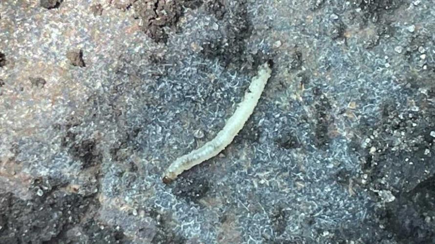 Check-in time for corn rootworm management