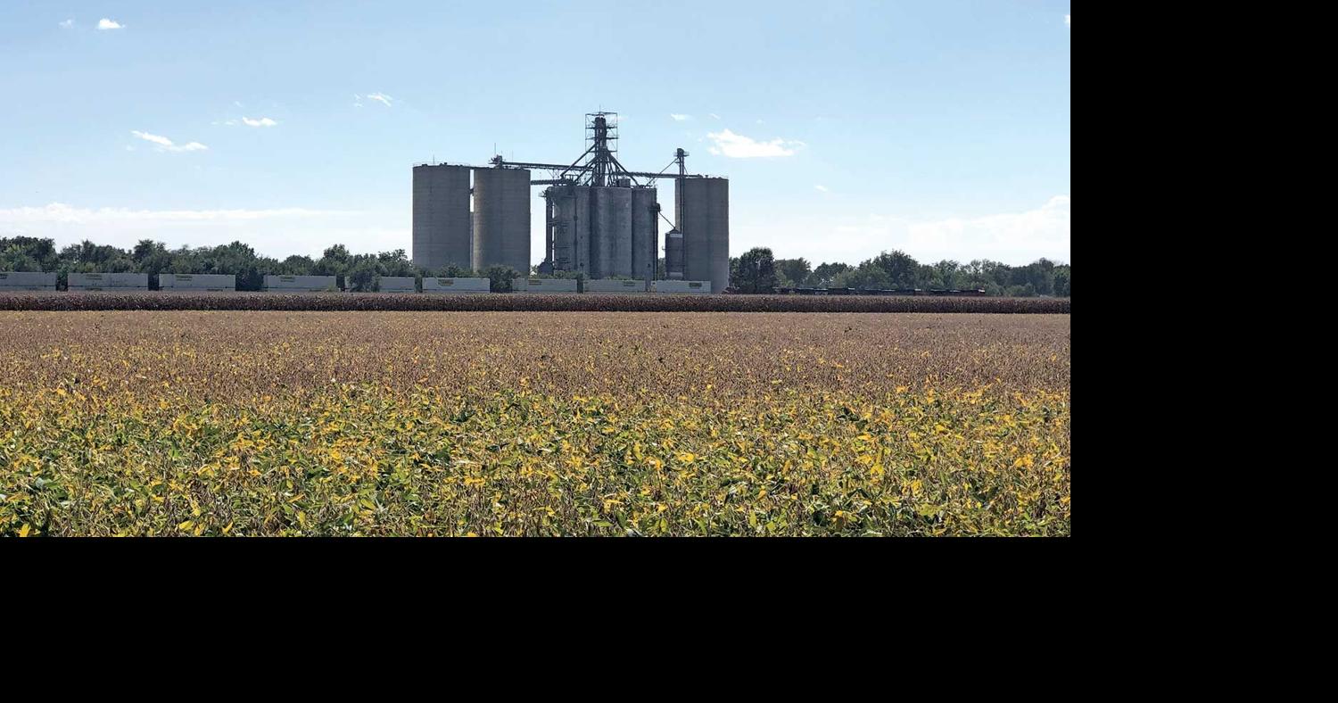 Yields impacted by weather variety