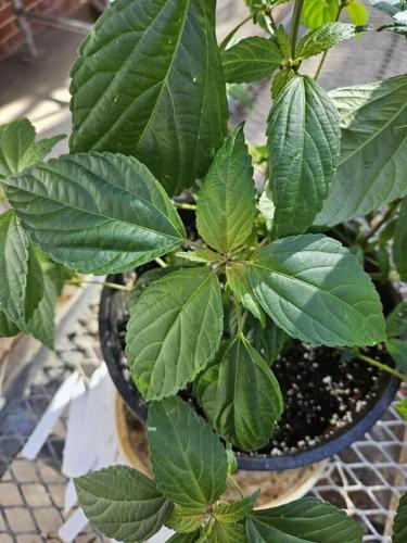 Copperleaf weed makes return