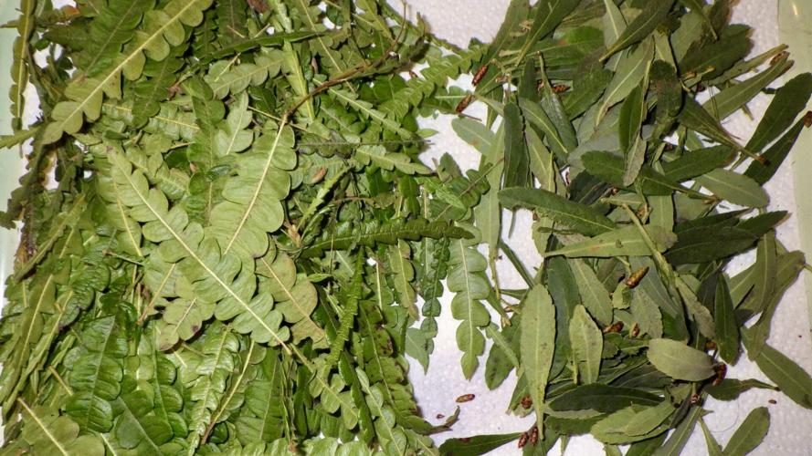 Forage comforting tea from forest, fields