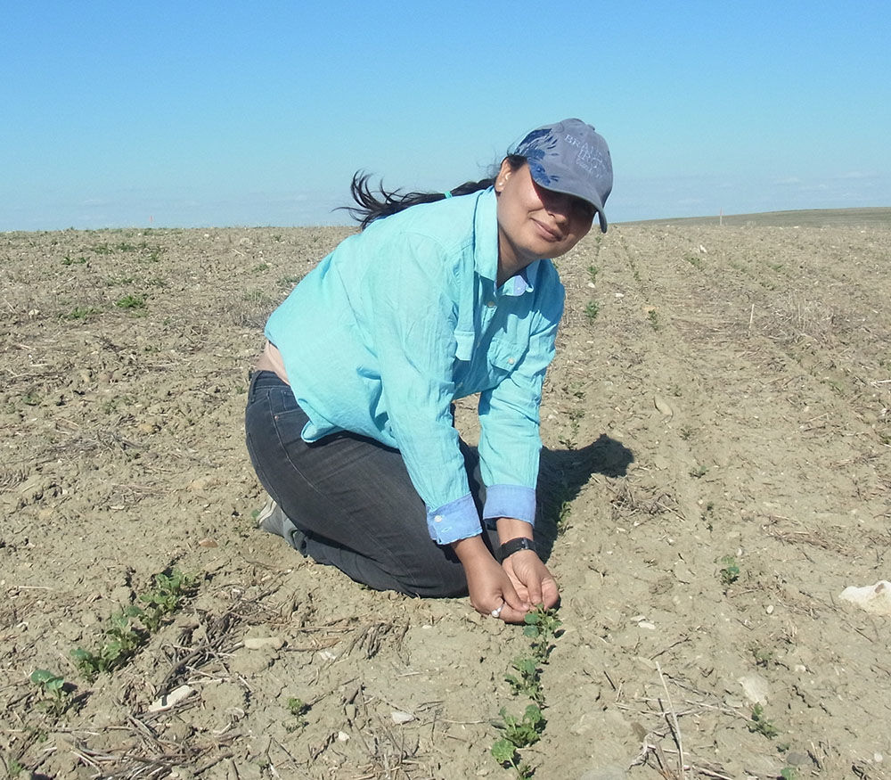 What treatments best control economically-damaging canola insect pests ...