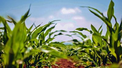 Maximize corn-yield potential