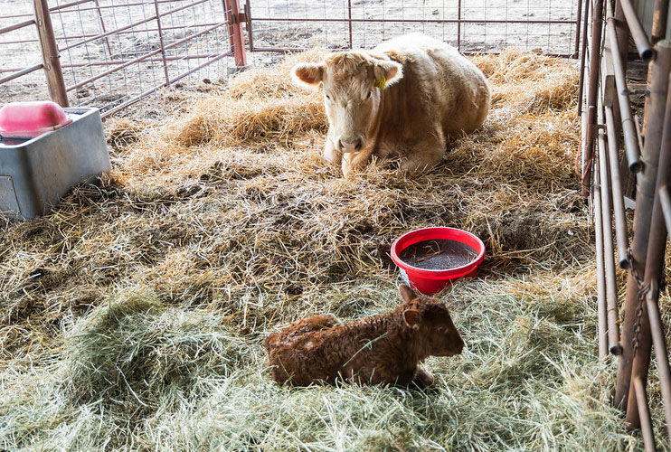 When calving-related challenges are a medical emergency for the cow