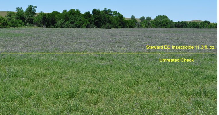 Steward EC Insecticide offers alternative to pyrethroid-resistant ...