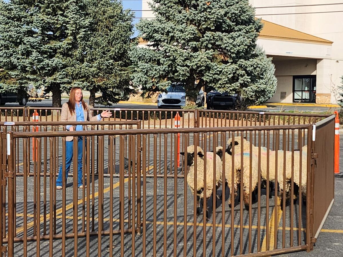 Low stress sheep handling offers many returns