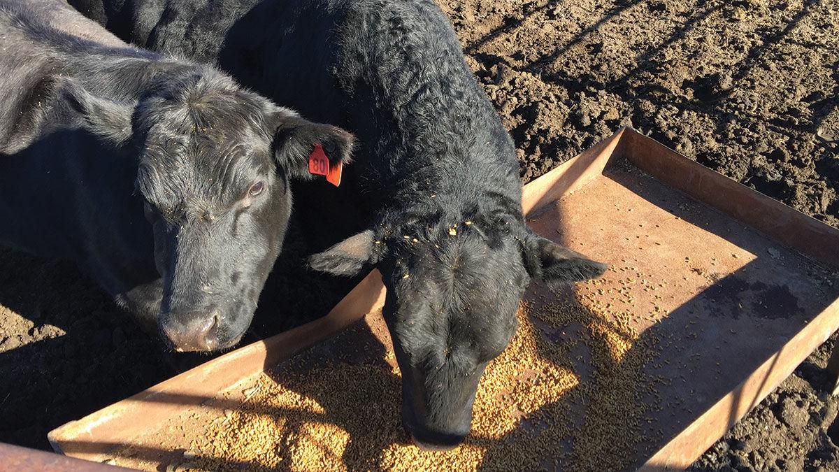 Feed testing can help avoid toxin issues