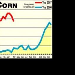 Look for continued volatility in corn market