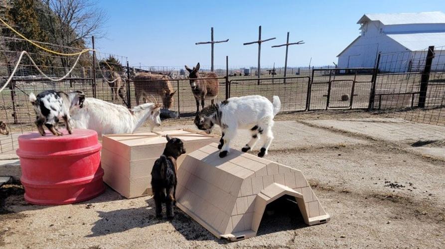 Celebrate Easter on the farm