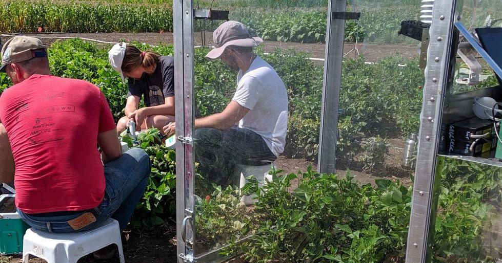 Crop-canopy structure studied