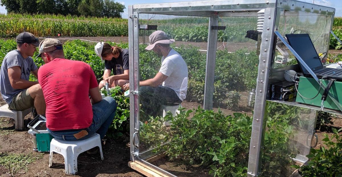 Crop-canopy structure studied