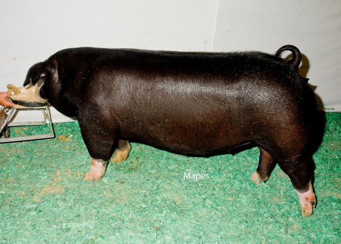 Prolific hogs with longevity