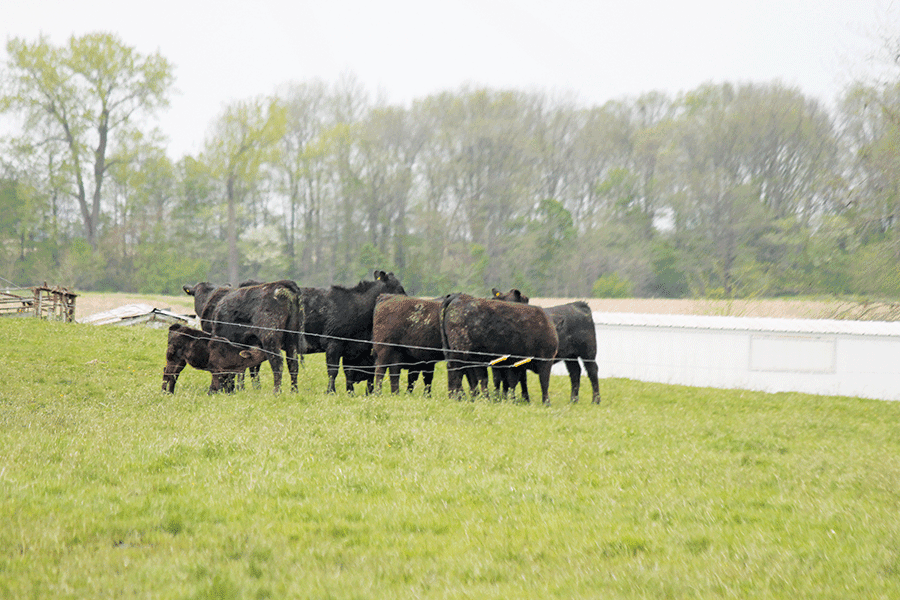 University of Minnesota develops model to assess lactating cow heat stress
