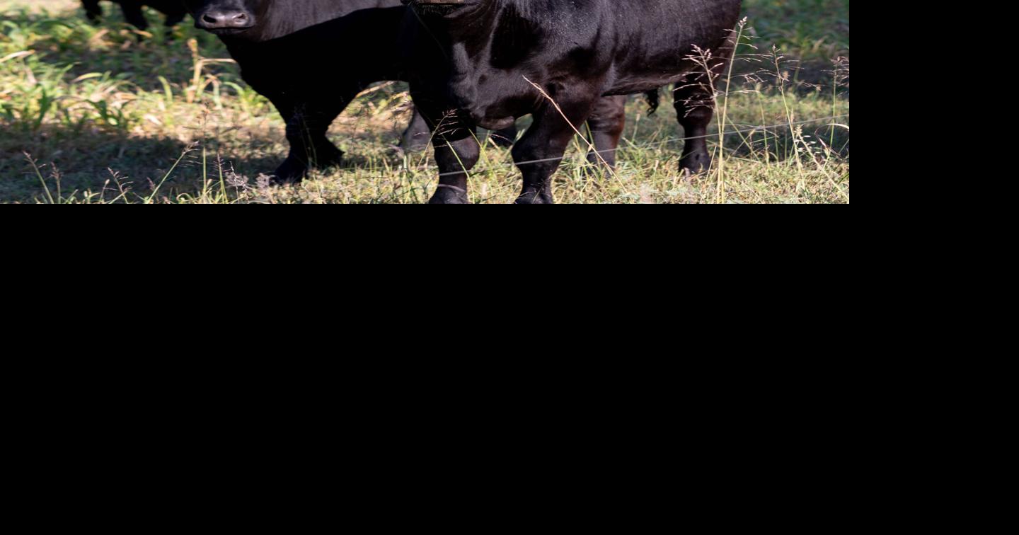 Culling Priorities: Cattle experts offer advice on what to do when it ...