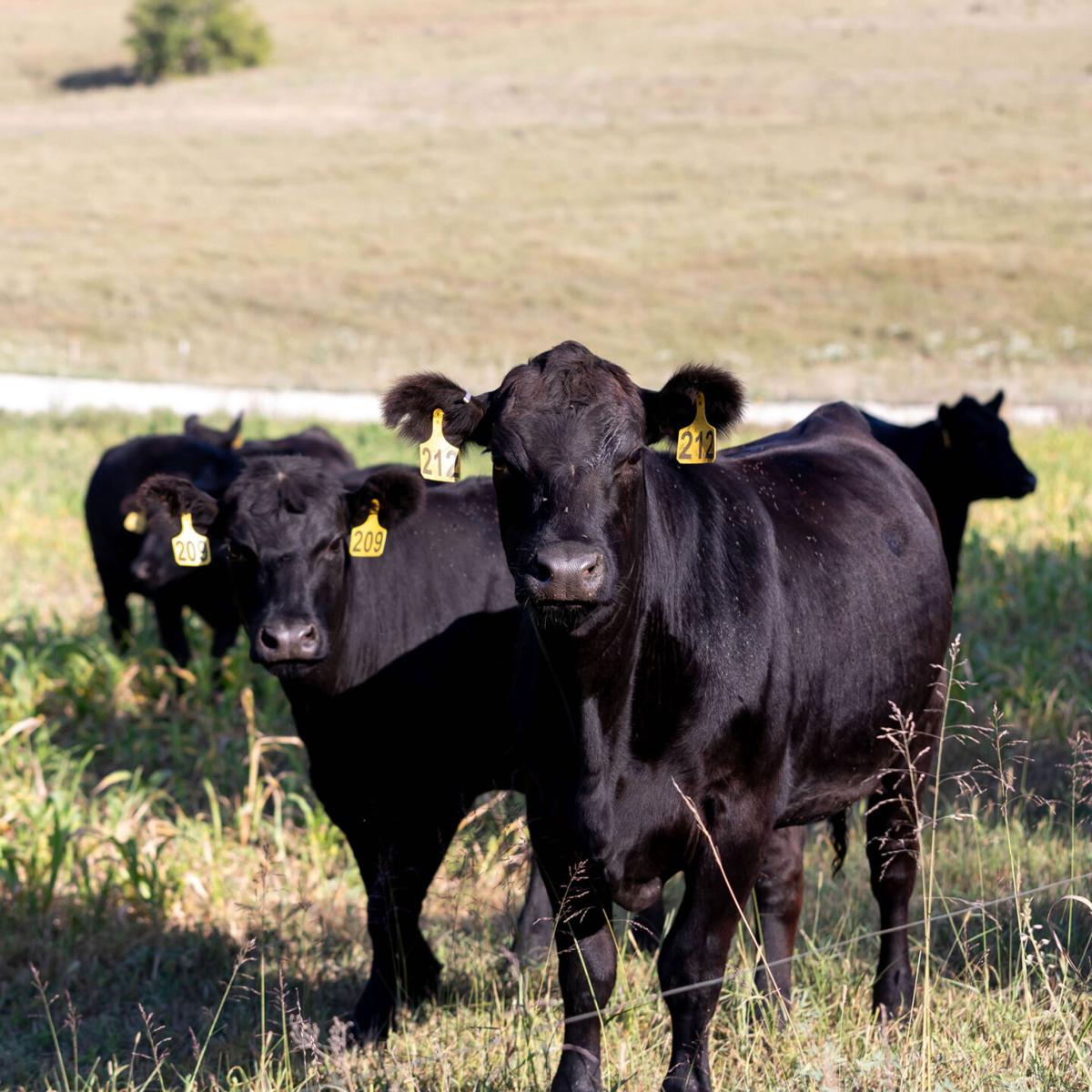 Culling Priorities: Cattle experts offer advice on what to do when it ...