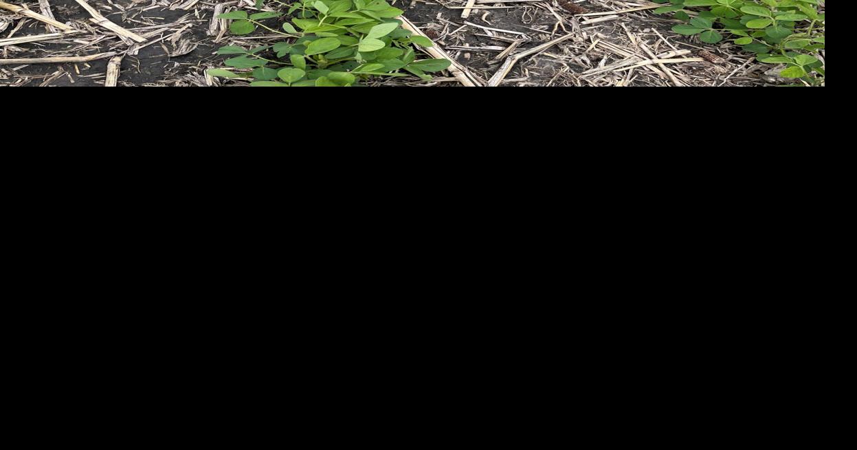 Gentle rains give way to green scenery in western Minnesota