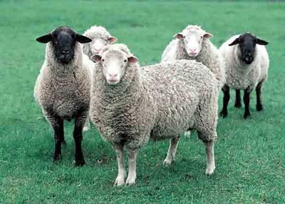 Sheep numbers hold steady in Midwest