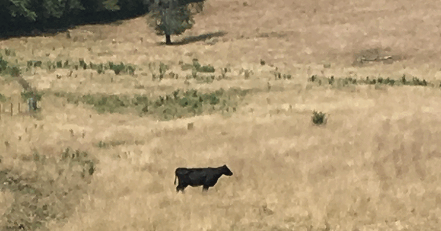 Cattle producers urged to watch for prussic acid poisoning