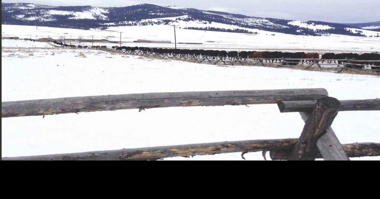 Cattle moved home to Rocking Chair and sorted for calving