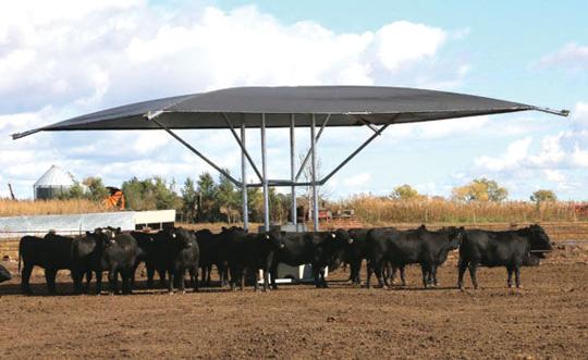 Shade systems work to help cattle keep their cool